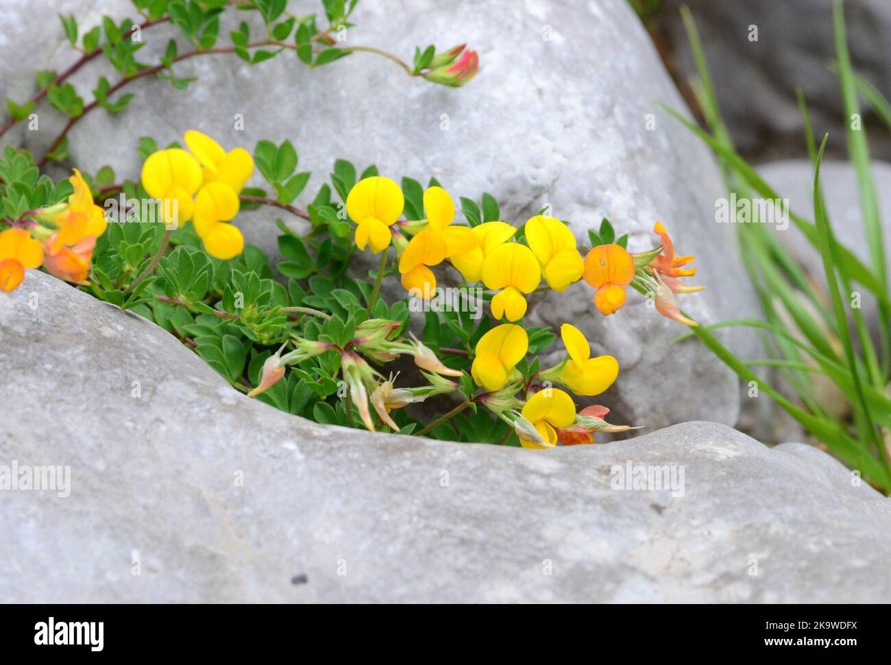 Common bird's-foot-trefoil Lotus corniculatus growing in stony outcrop ...