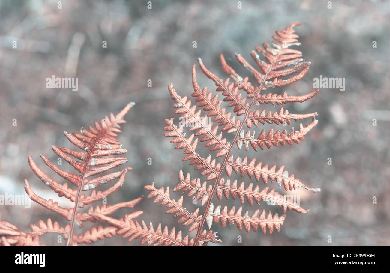 Close up picture of dried fern, abstract nature background, selective ...