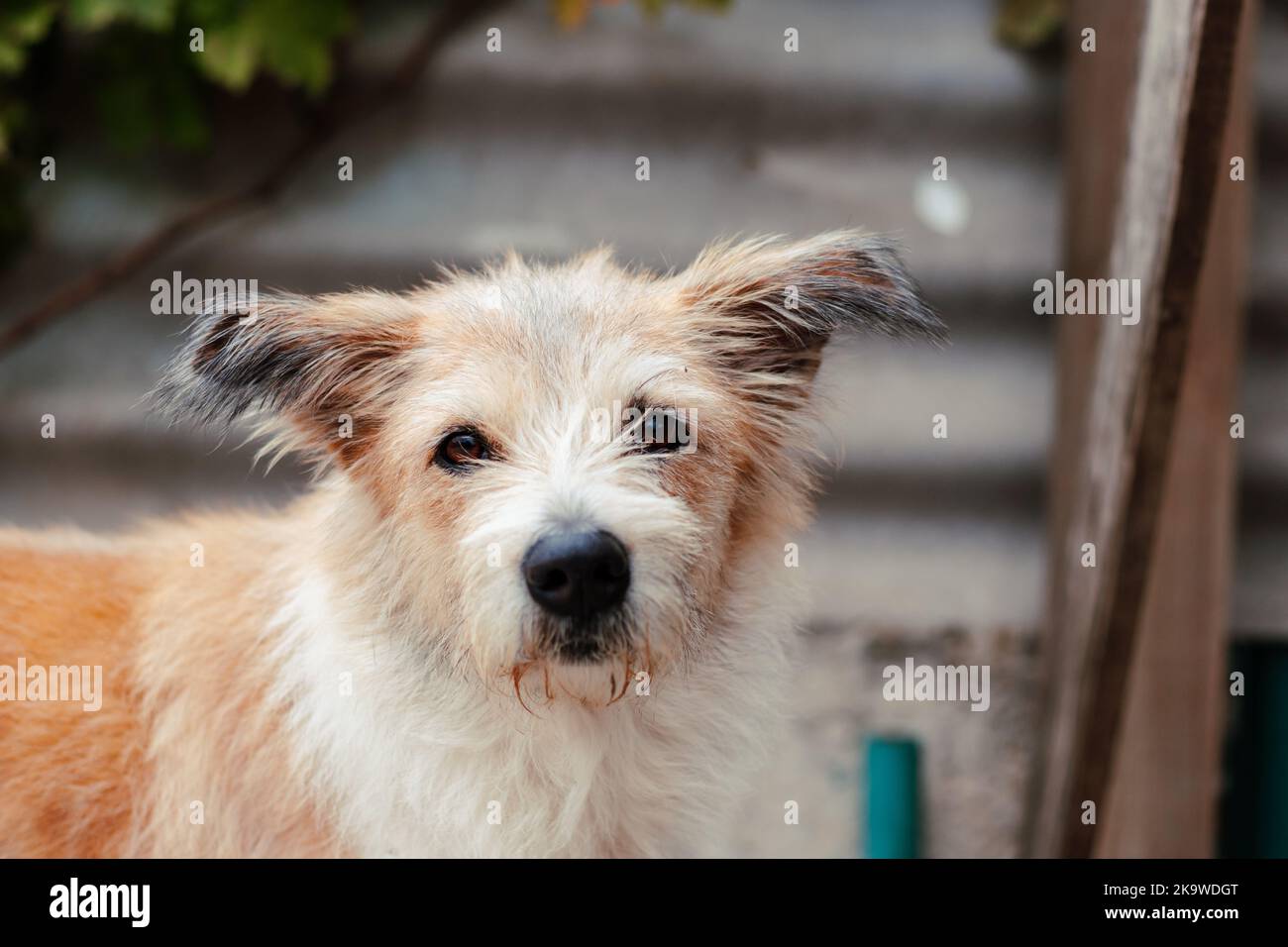 Cute mongrel dog outdoors. The dog looks into the camera Stock Photo ...