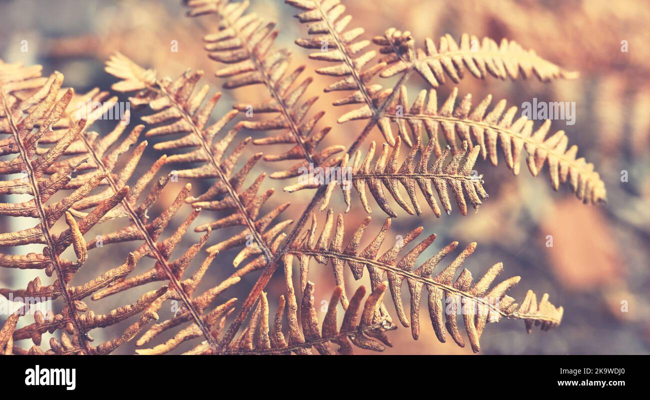 Close up picture of dried fern, abstract nature background, selective ...