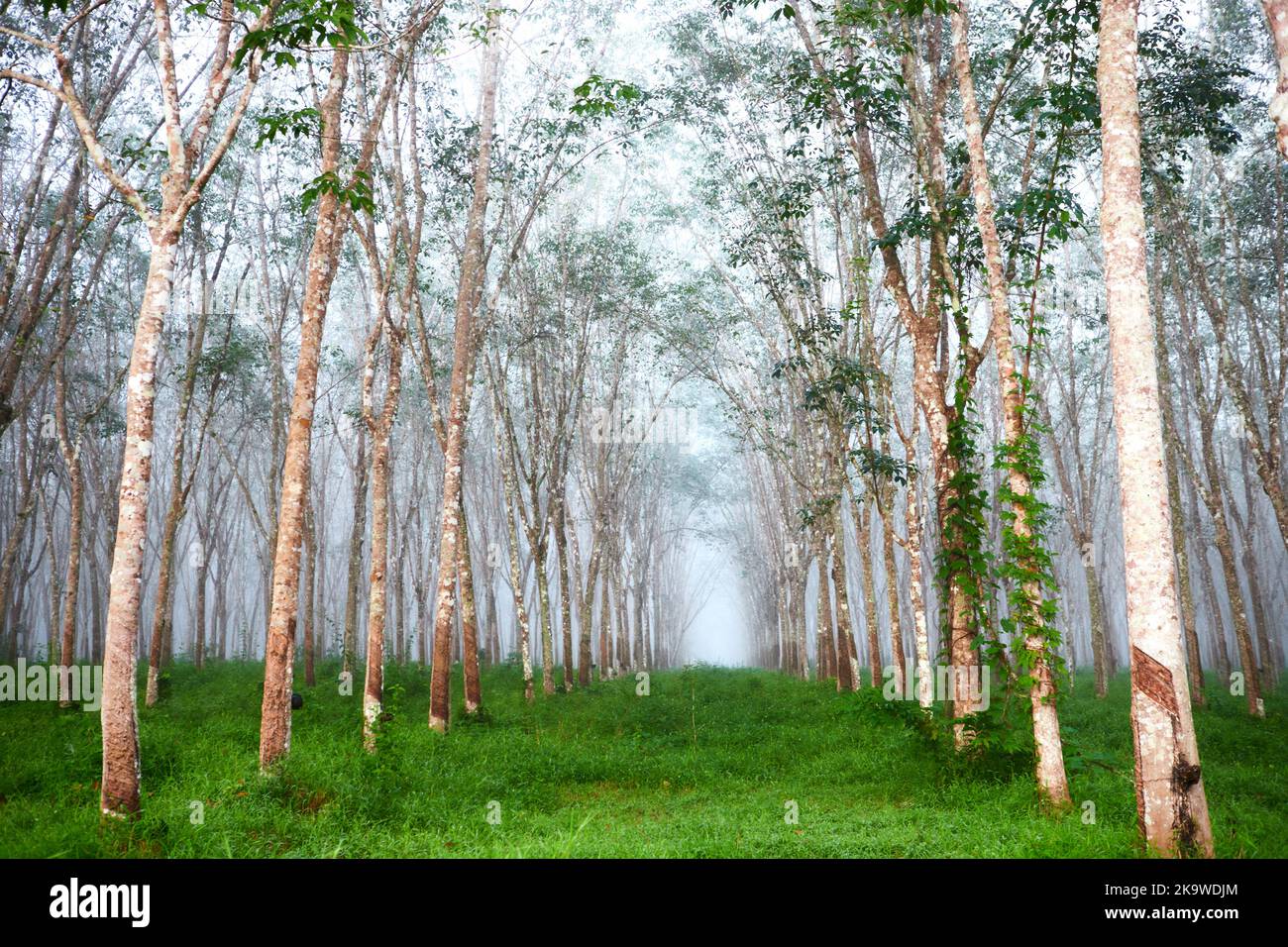 Rubber trees growing hi-res stock photography and images - Alamy