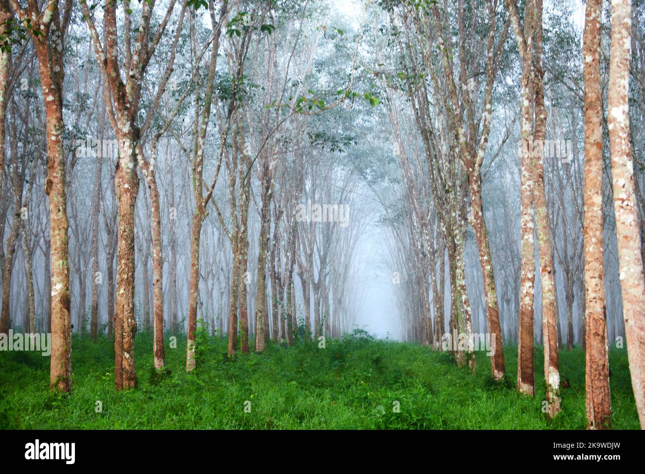 Rubber trees growing hi-res stock photography and images - Alamy