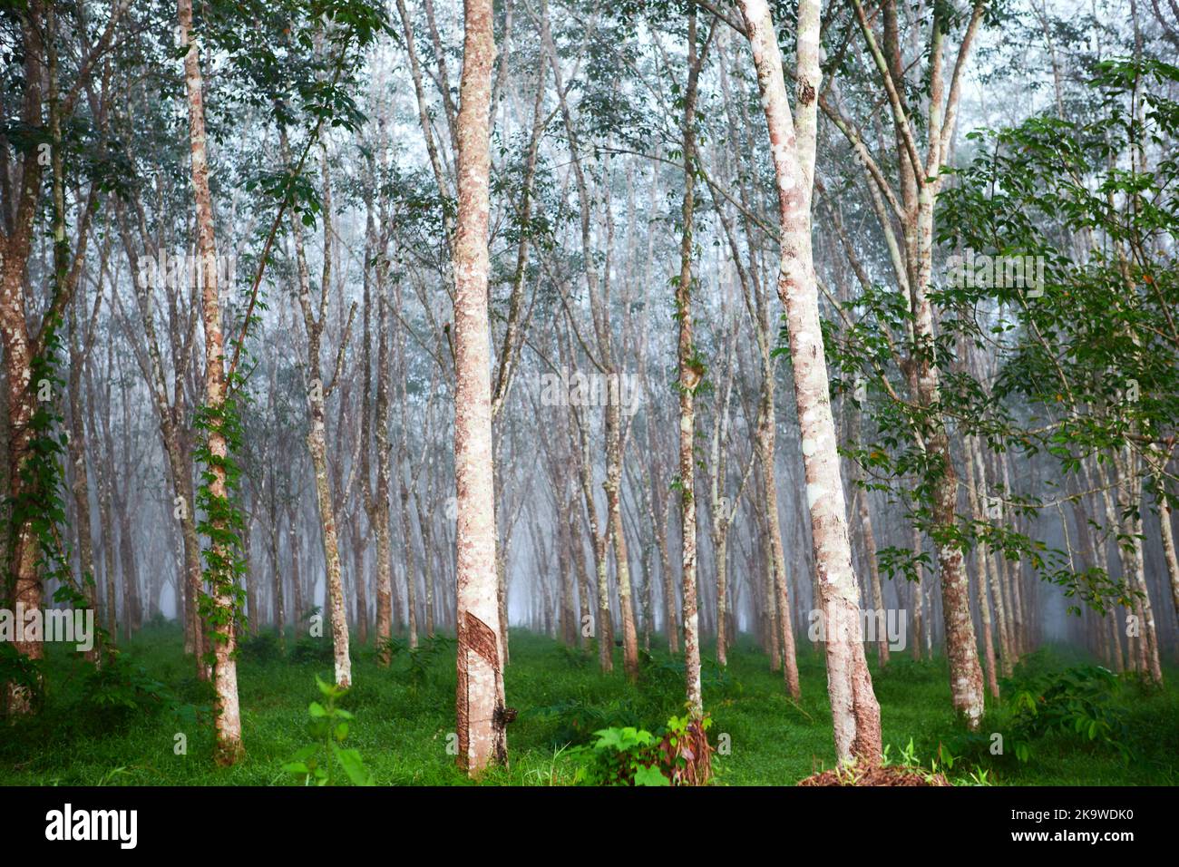 Fog in the early morning at rubber tree field Stock Photo - Alamy