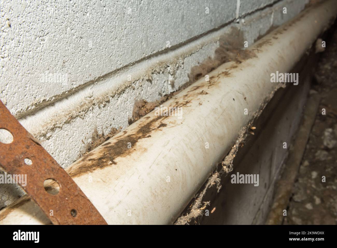 Rodent Rub Marks in a Basement Stock Photo - Alamy