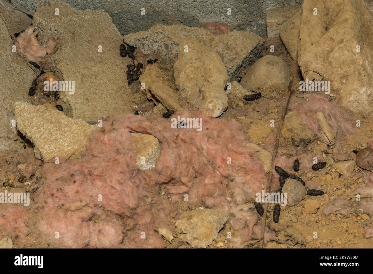 Norway Rat Latrine in a basement crawlspace Stock Photo - Alamy