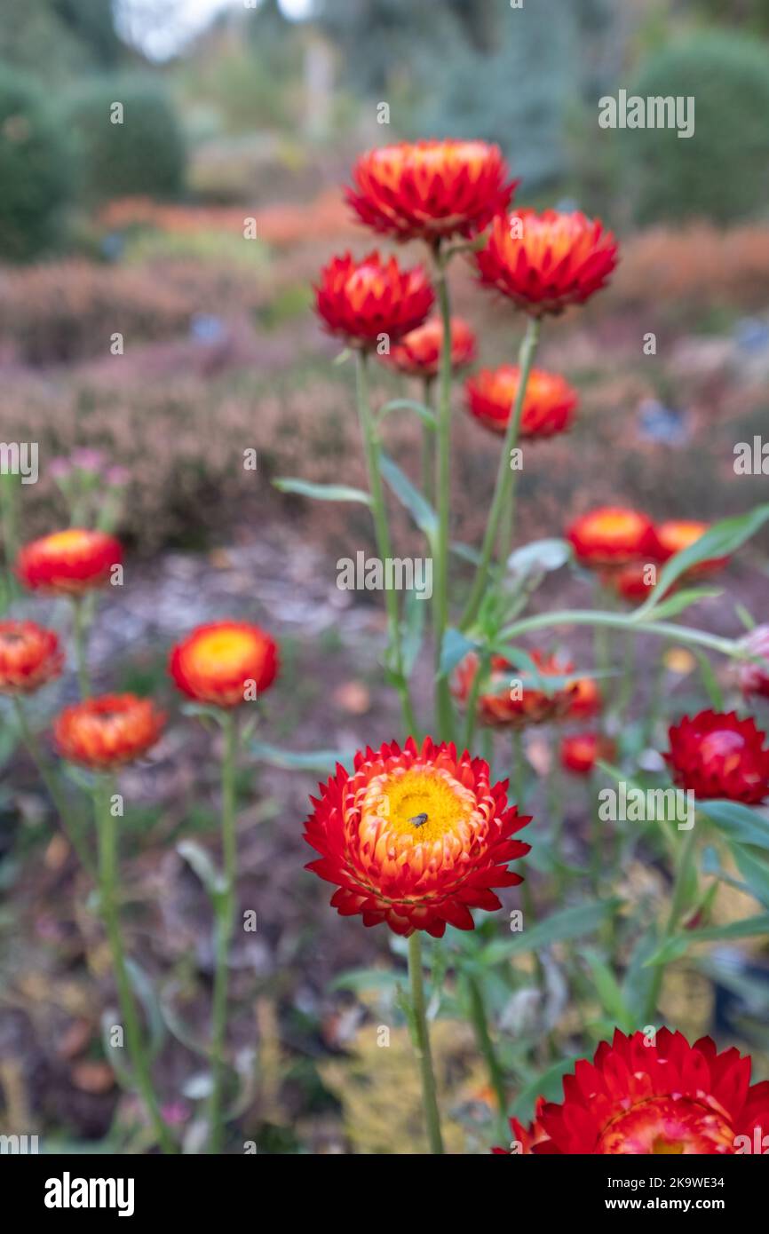 Brightly coloured Xerochrysum Bracteatum everlasting flowers, also ...