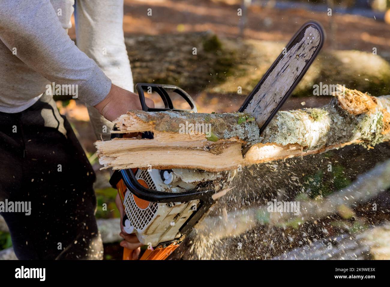Worker work in autumn park cutting down trees that have fallen during ...