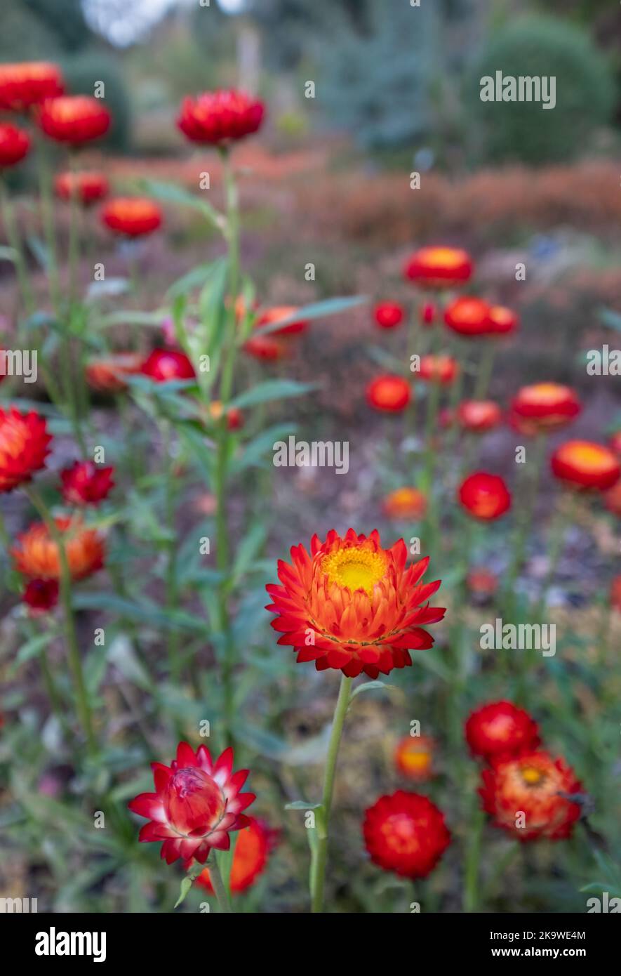 Brightly coloured Xerochrysum Bracteatum everlasting flowers, also ...