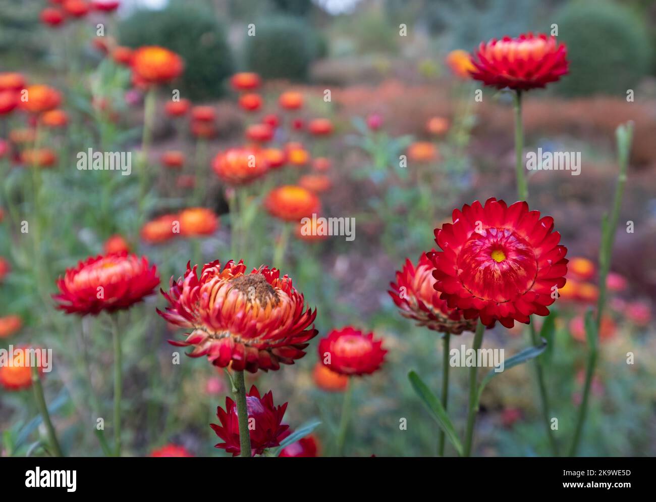 Brightly coloured Xerochrysum Bracteatum everlasting flowers, also ...