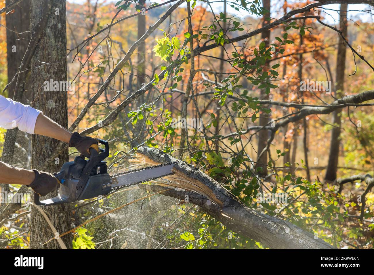 Worker in autumn park cuts down trees that fell because of strong ...