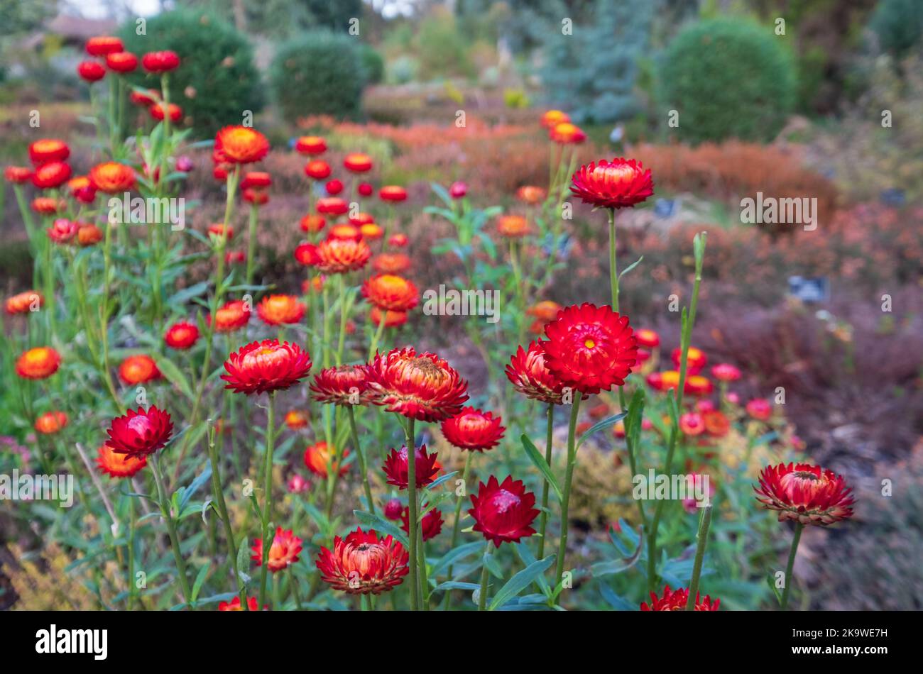 Brightly coloured Xerochrysum Bracteatum everlasting flowers, also ...