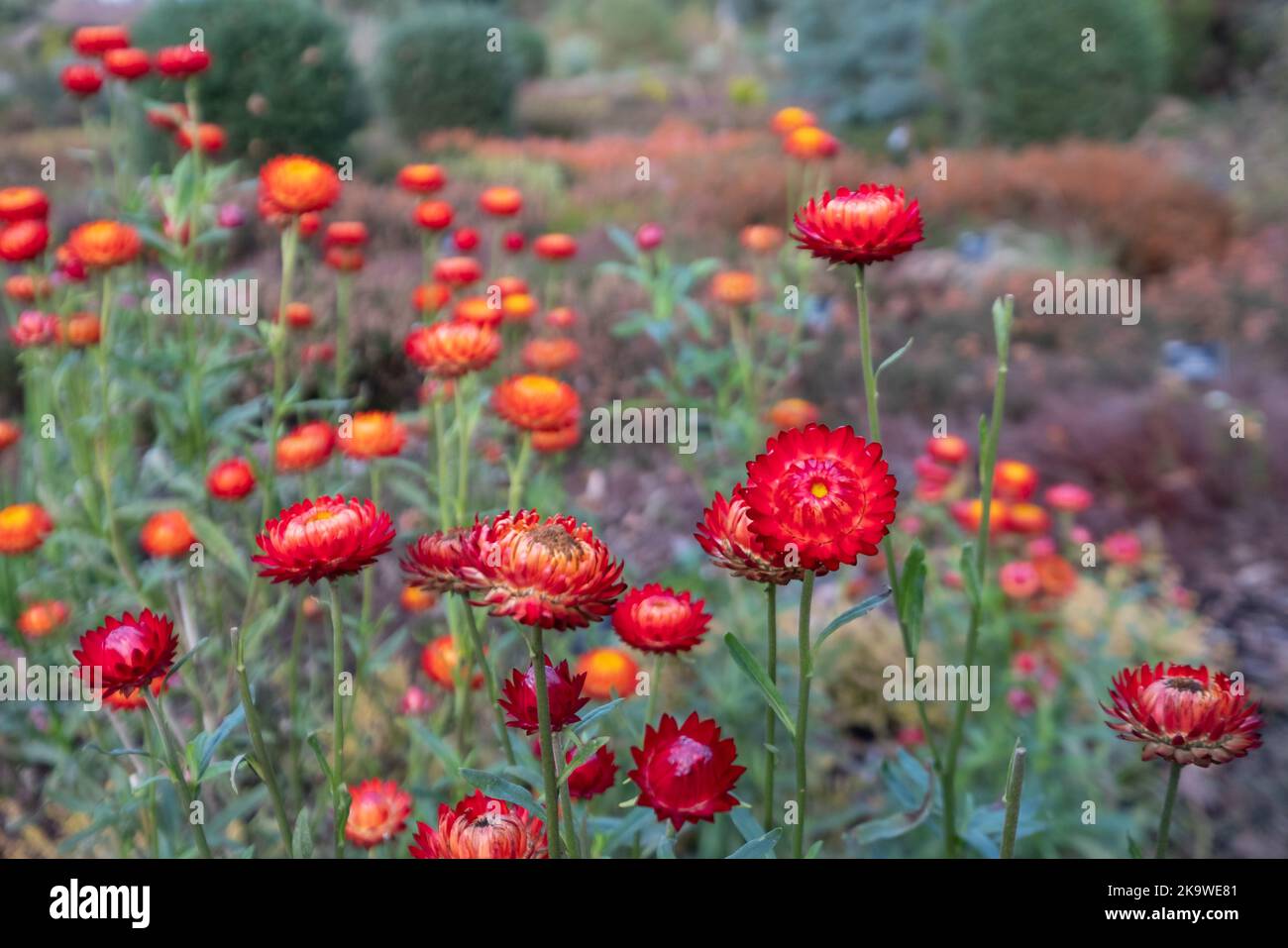 Brightly coloured Xerochrysum Bracteatum everlasting flowers, also ...
