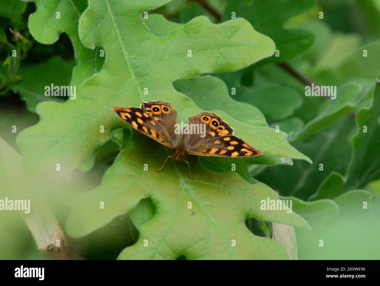 Butterfly uk oak wood hi-res stock photography and images - Alamy