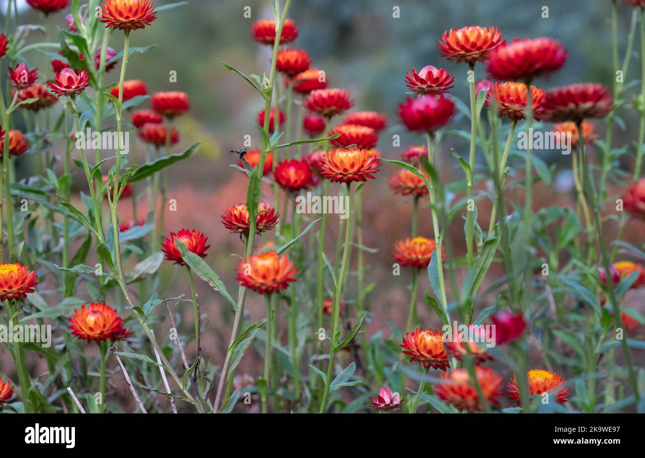Brightly coloured Xerochrysum Bracteatum everlasting flowers, also ...