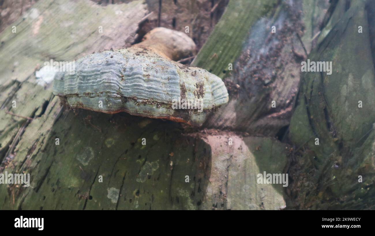 Parasite On Oyster Shell Trees