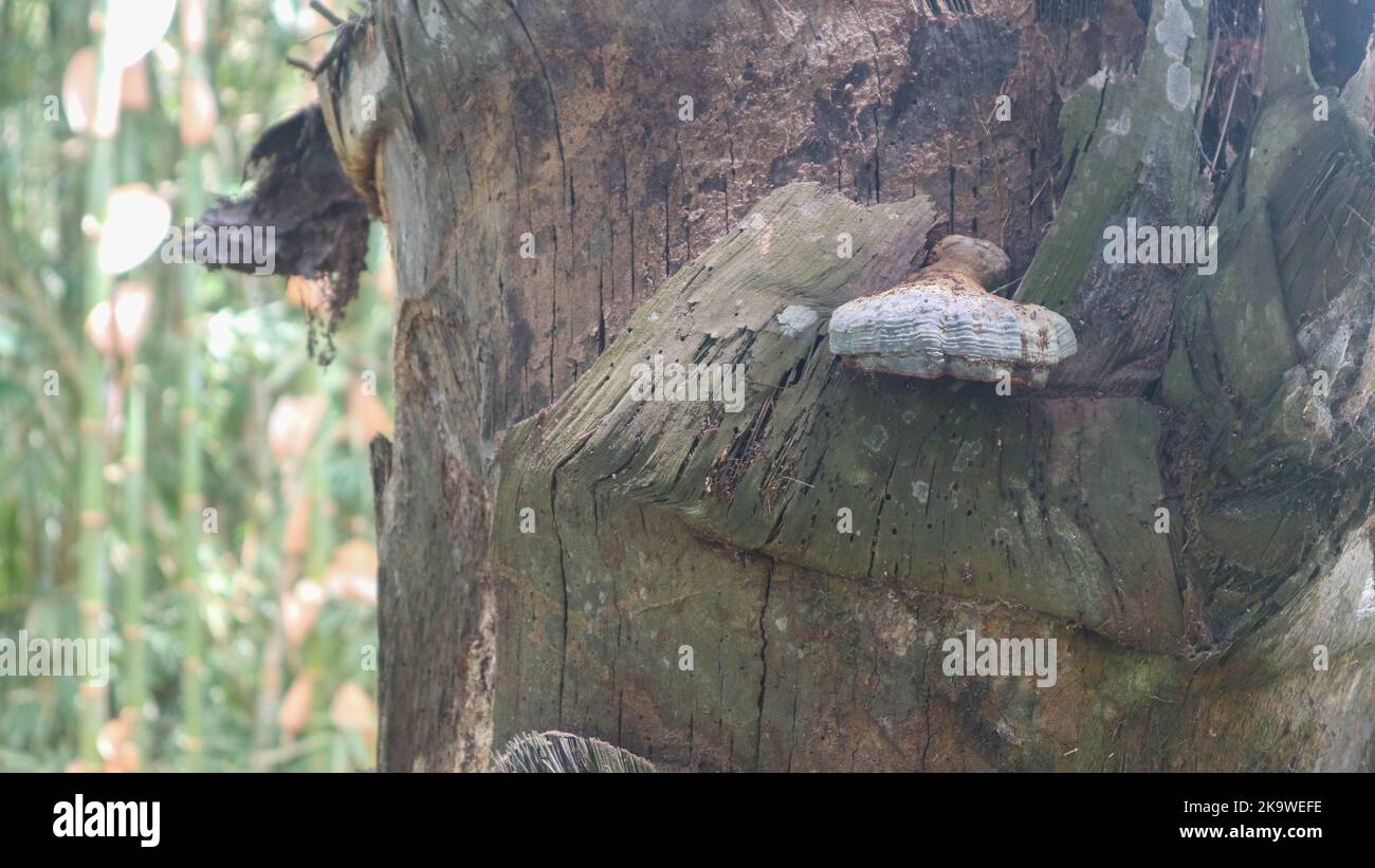 Parasite On Oyster Shell Trees