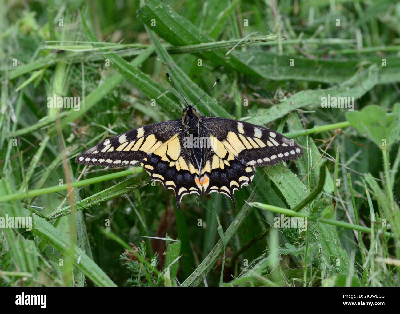 Swallowtail butterfly resting on grass, Picos mountains, northern SPain ...