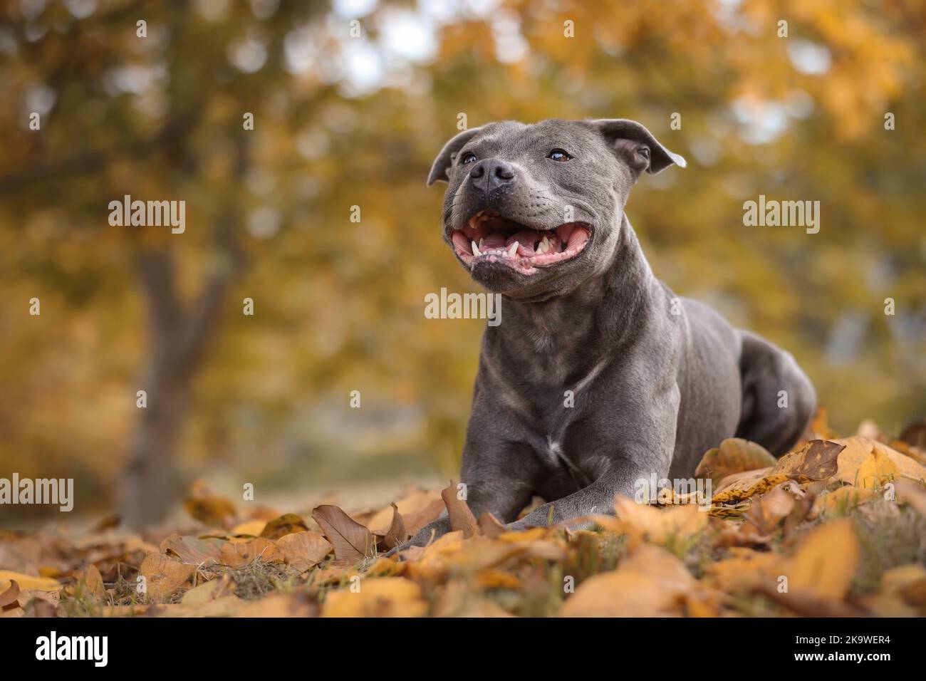 Happy Blue Staffy in Autumn Nature. Smiling Portrait of English ...