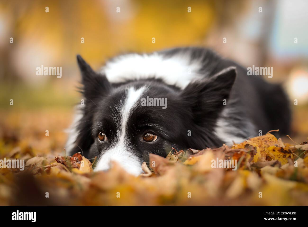 Border Collie Lies Down in Colorful Autumn Leaves. Adorable Black and ...