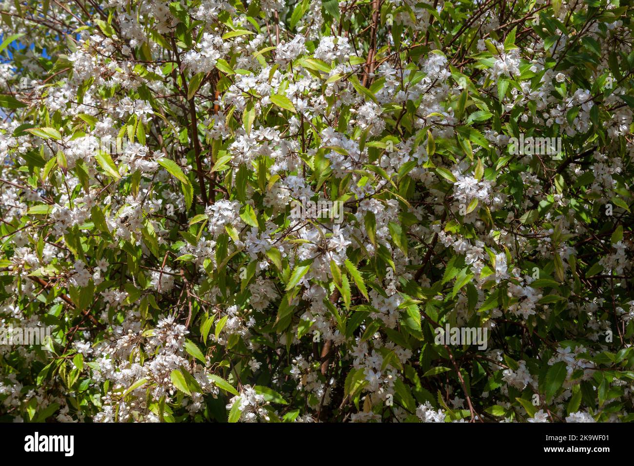 Hoheria hi-res stock photography and images - Alamy