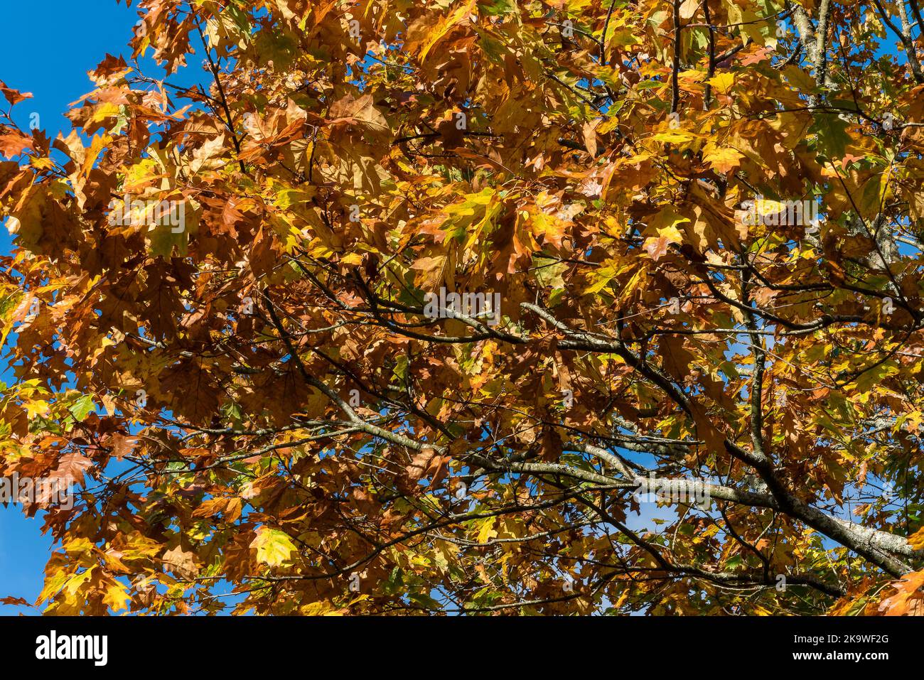 Northern Red Oak tree branch with its brown and yellow leaves in golden ...