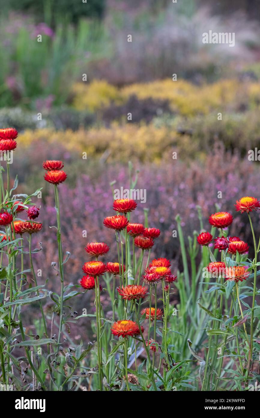 Brightly coloured Xerochrysum Bracteatum everlasting flowers, also ...