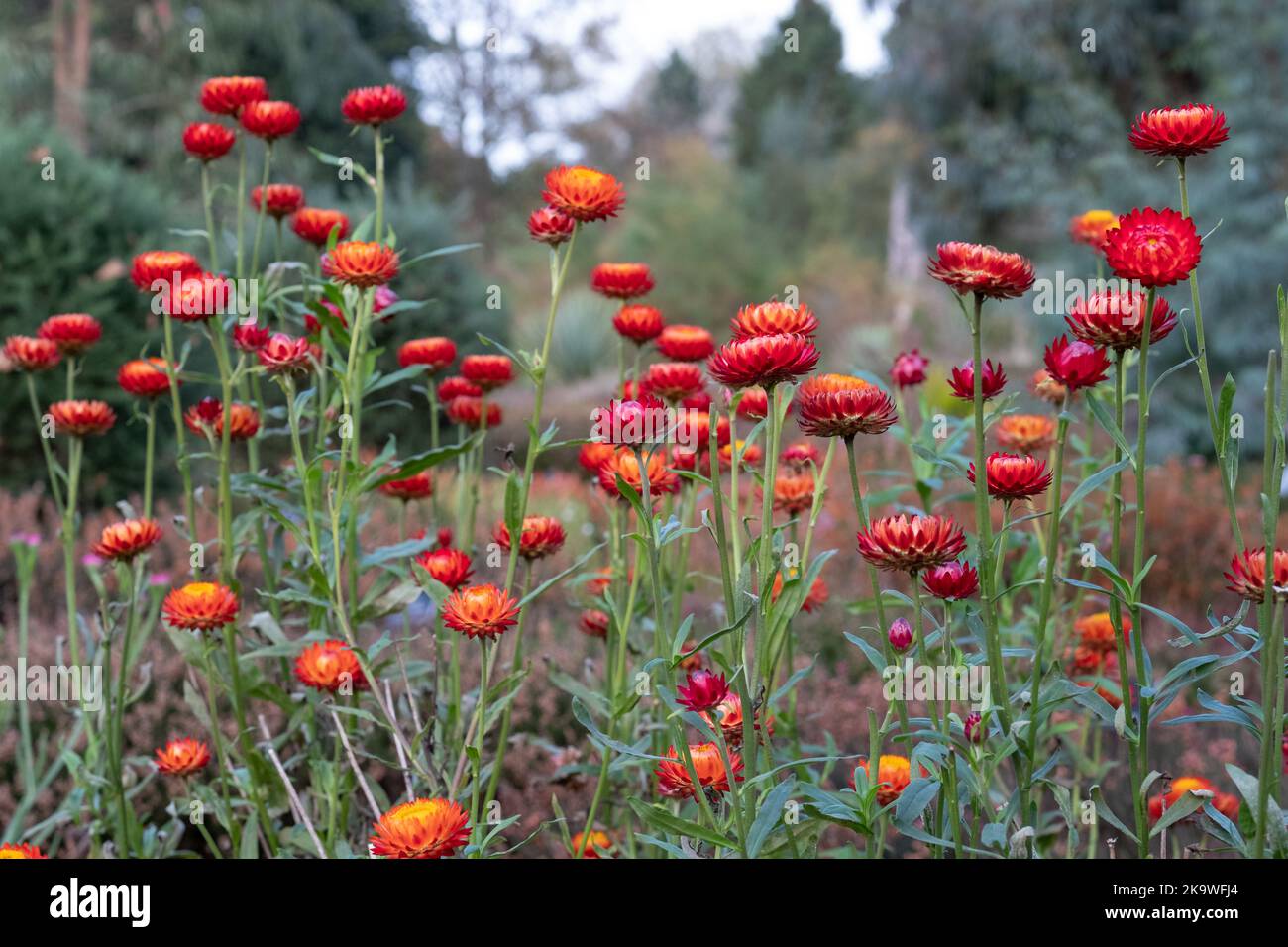 Brightly coloured Xerochrysum Bracteatum everlasting flowers, also ...