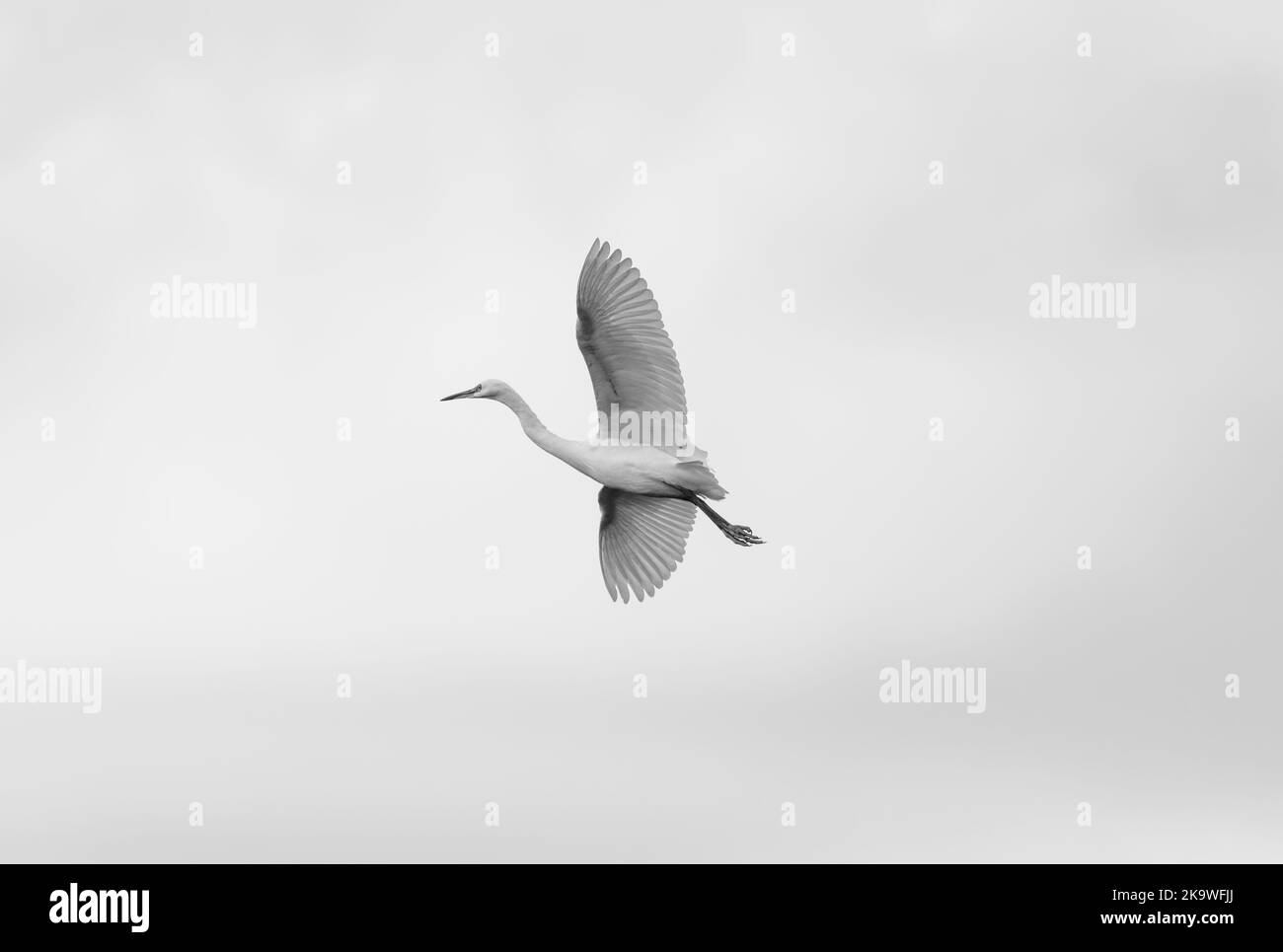 Flying Little Egret (Egretta garzetta Stock Photo - Alamy