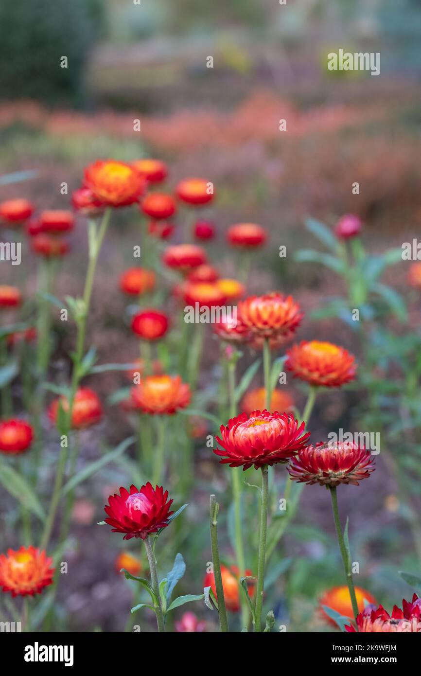 Brightly coloured Xerochrysum Bracteatum everlasting flowers, also ...