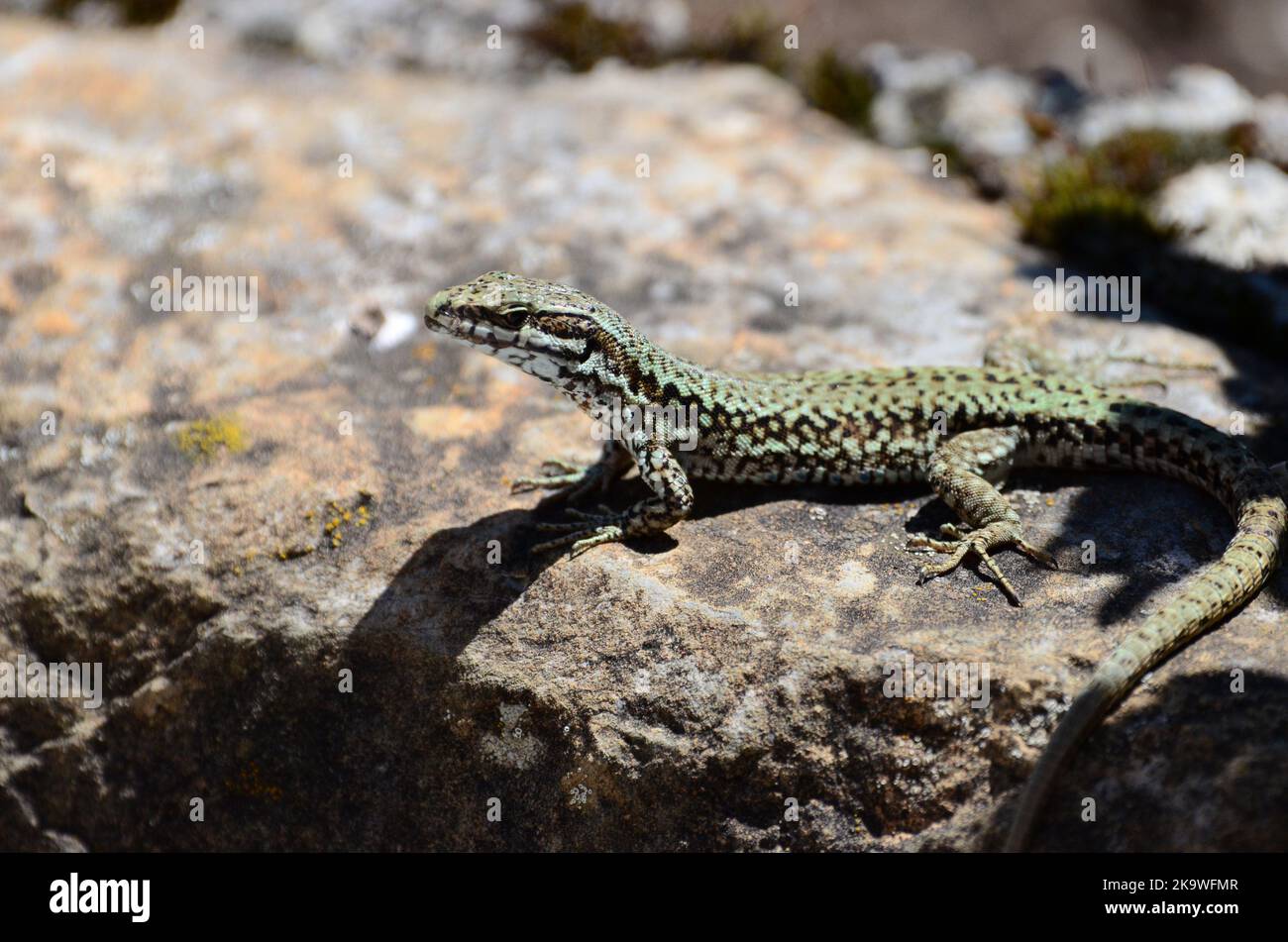 Common Wall Lizard Podarcis hispanicus basking, Spain Stock Photo - Alamy