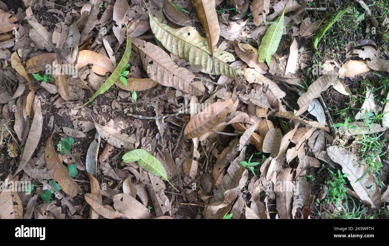 dry leaves on the ground as background Stock Photo - Alamy