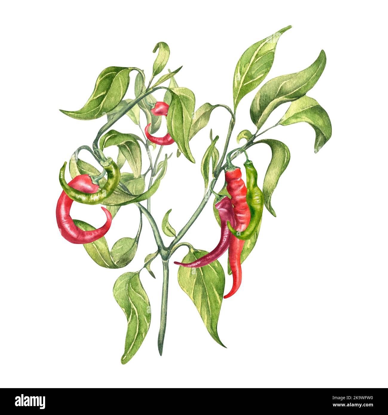 Red chili hot pepper bush watercolor illustration isolated on white ...