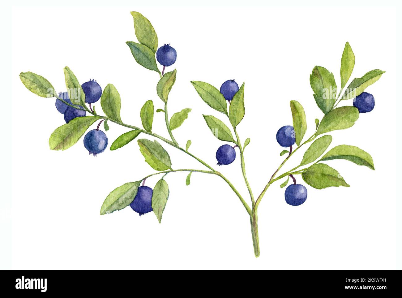 Watercolor Hand Drawn illustration of Blueberry branch. Forest Plant ...