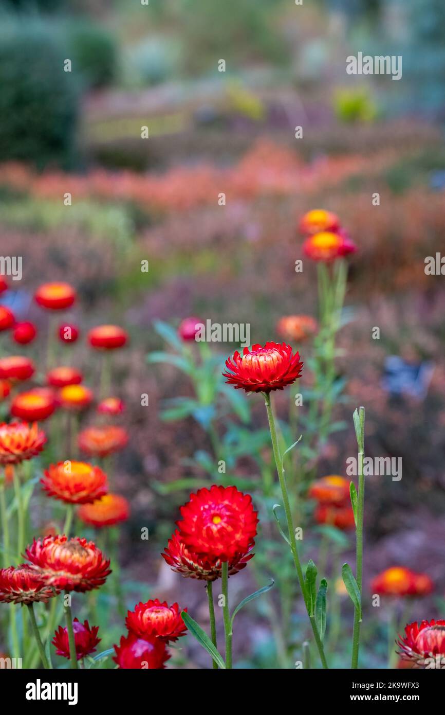 Brightly coloured Xerochrysum Bracteatum everlasting flowers, also ...