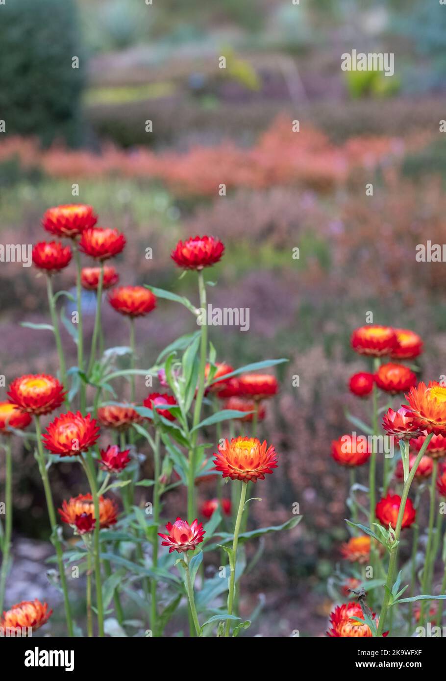 Brightly coloured Xerochrysum Bracteatum everlasting flowers, also ...