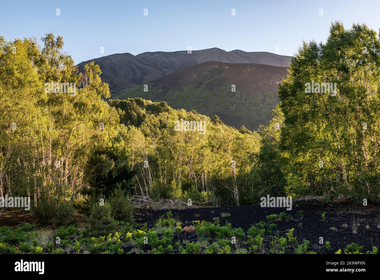 A summertime view of Mount Etna, Sicily, seen from the silver birch ...
