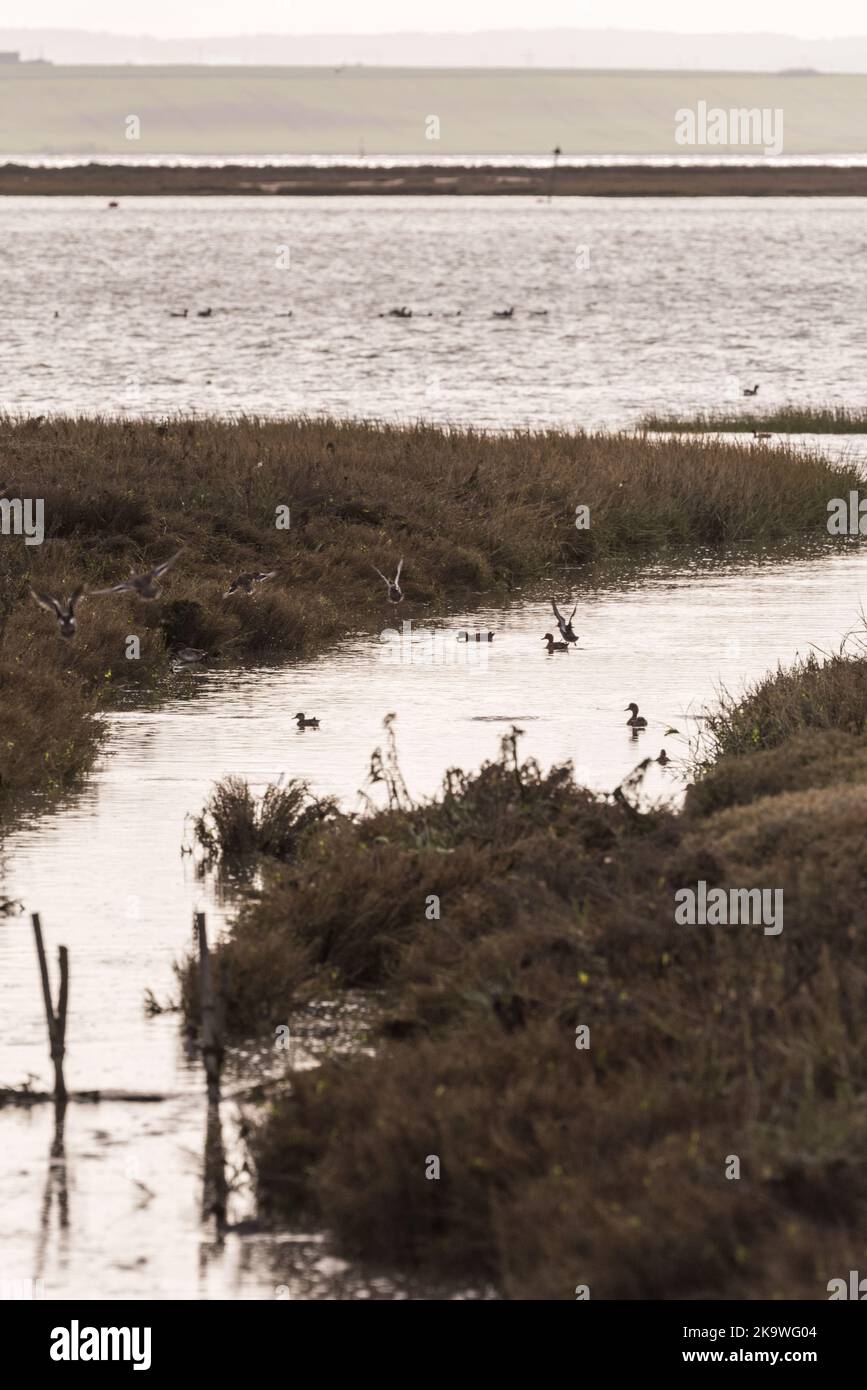 Salt-marsh at Leigh on Sea, Essex Stock Photo - Alamy
