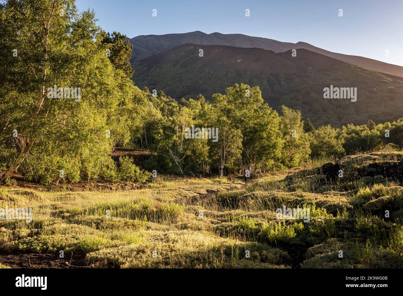 A summertime view of Mount Etna, Sicily, seen from the silver birch ...