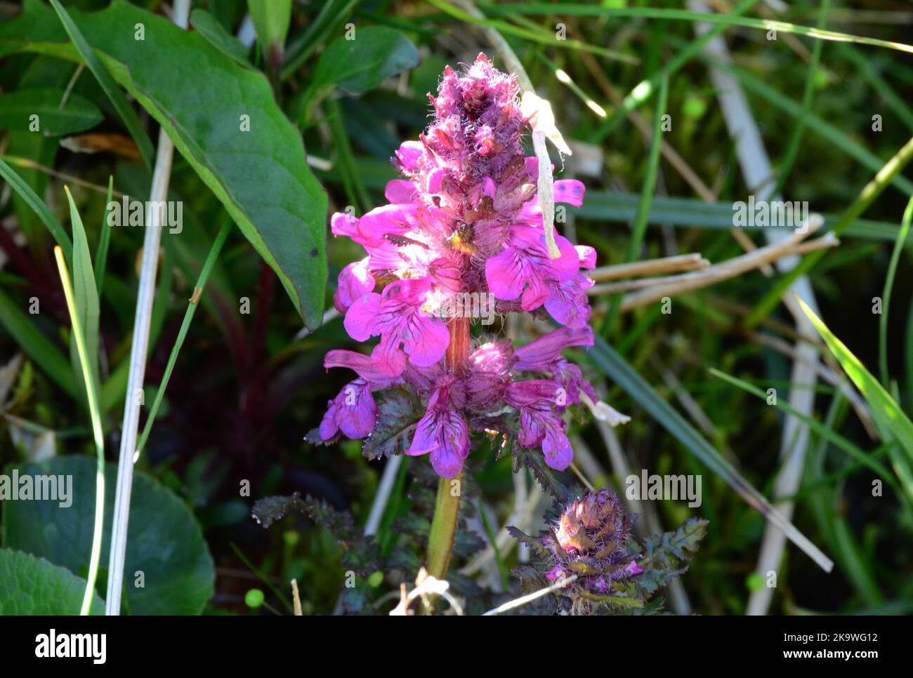 Whorled lousewort Pedicularis verticillata in Picos mountains, northern ...