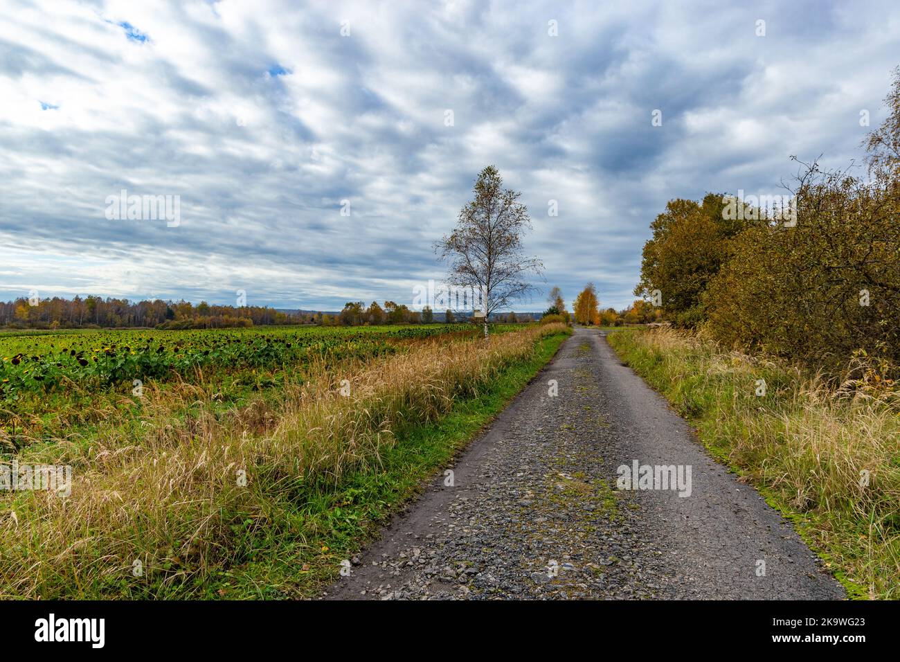 Highway between green forests hi-res stock photography and images - Alamy