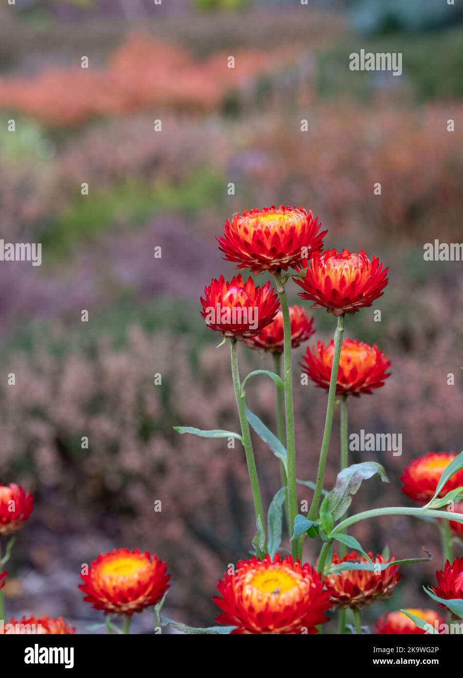 Brightly coloured Xerochrysum Bracteatum everlasting flowers, also ...