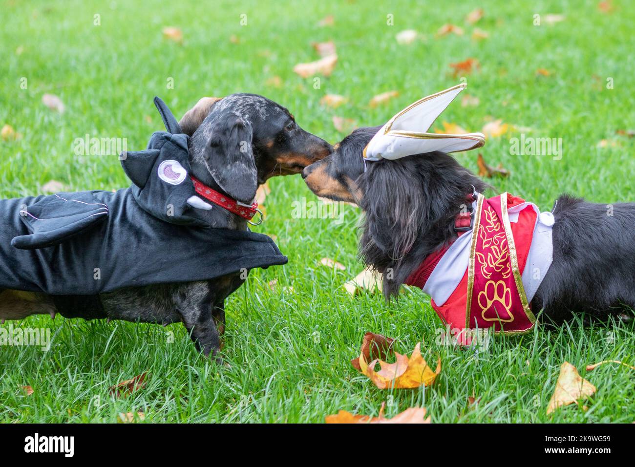 A dog dressed as a bat with a dog dressed as the pope at the annual ...