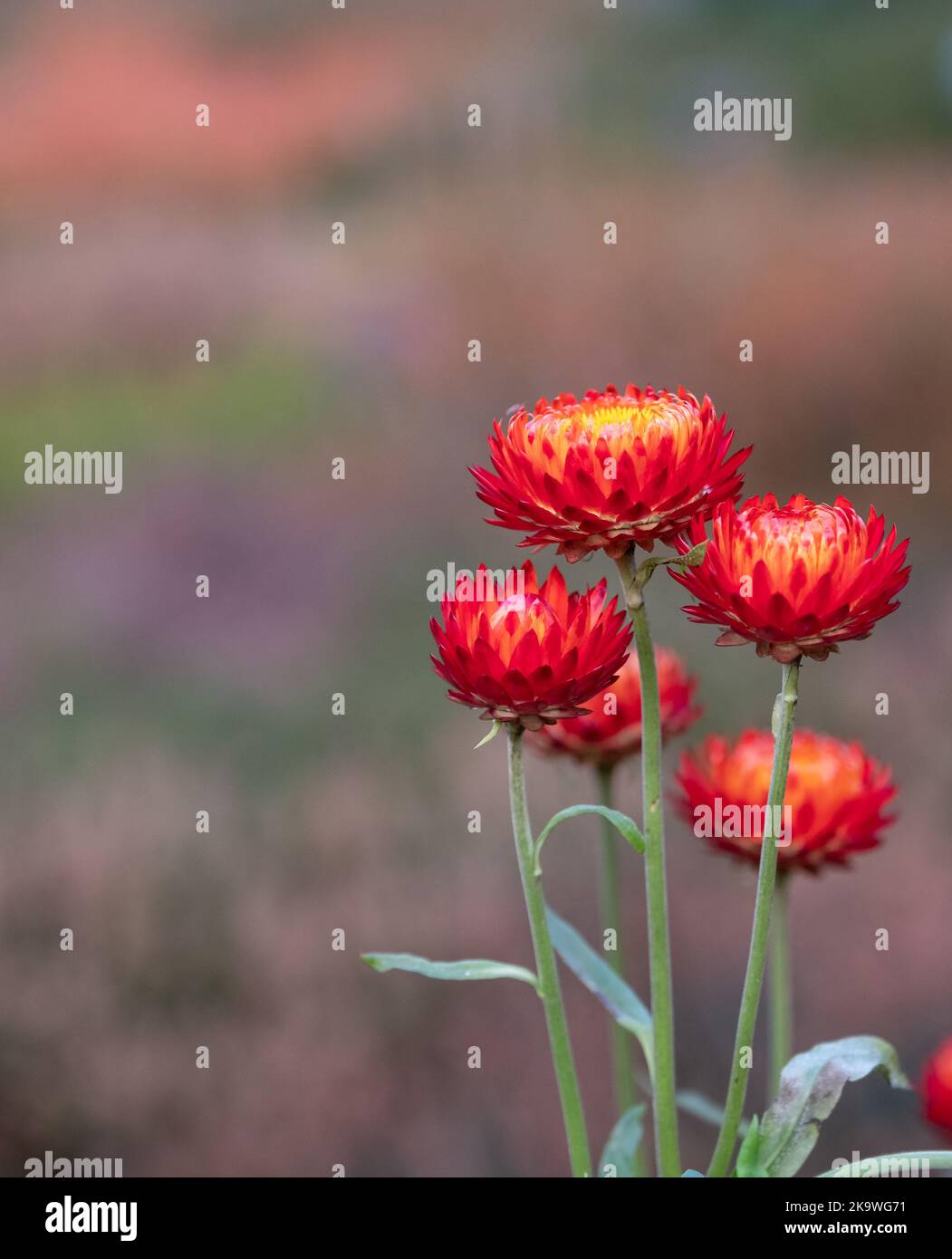 Brightly coloured Xerochrysum Bracteatum everlasting flowers, also ...
