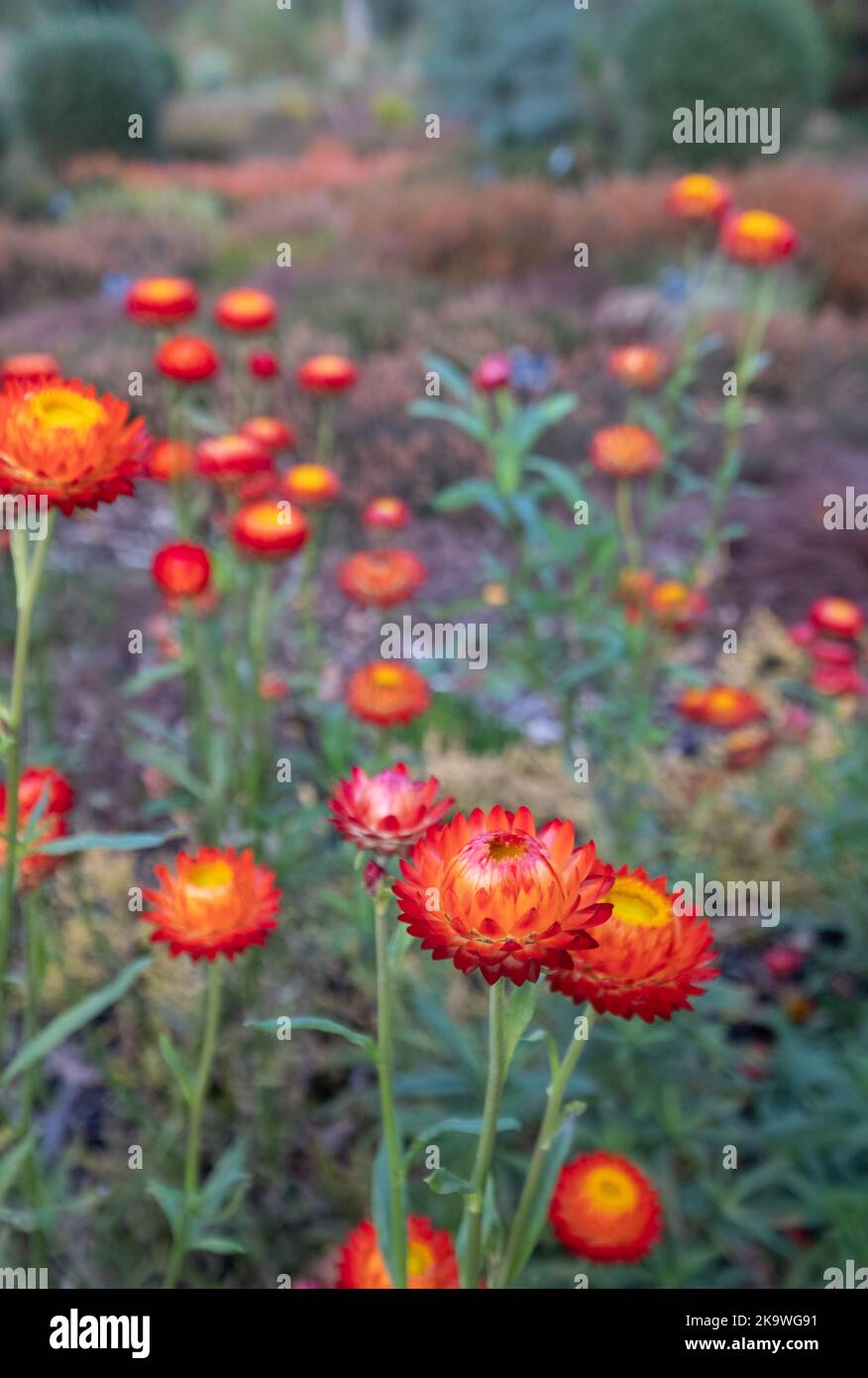 Brightly coloured Xerochrysum Bracteatum everlasting flowers, also ...