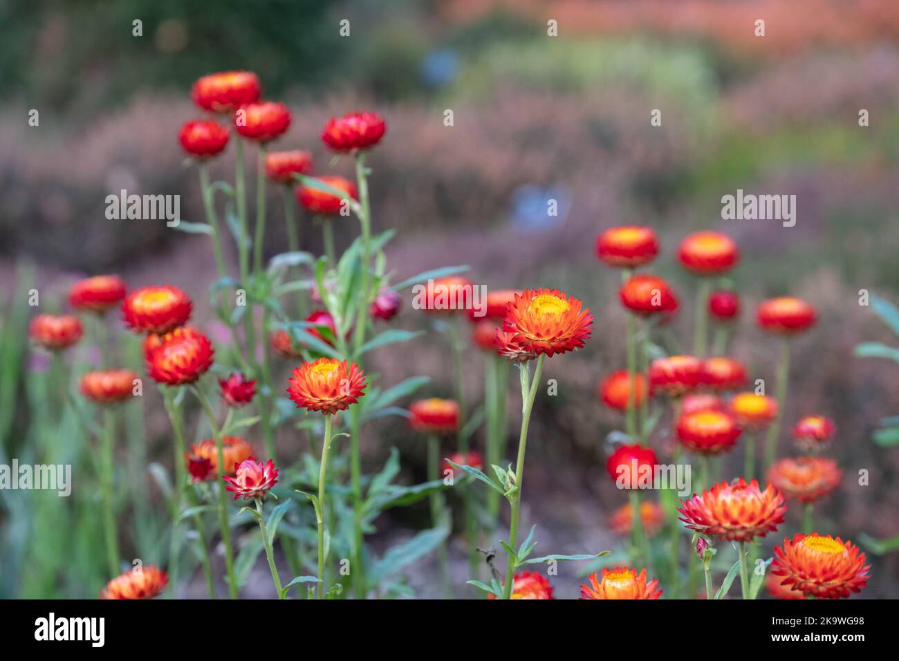Brightly coloured Xerochrysum Bracteatum everlasting flowers, also ...