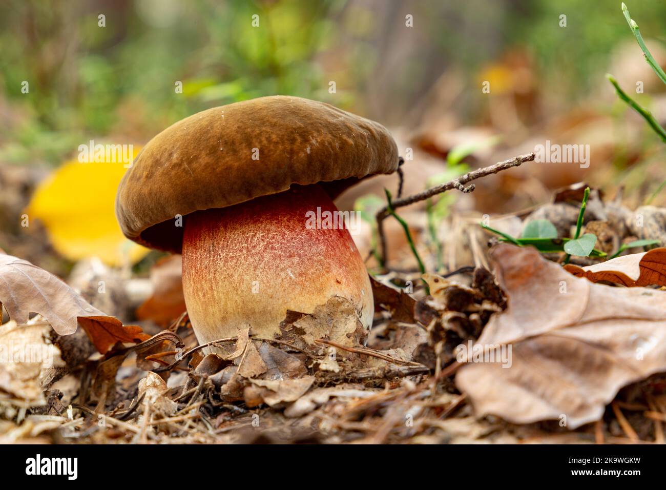 Boletus luridus (Suillellus luridus) close-up shot of forest mushroom ...