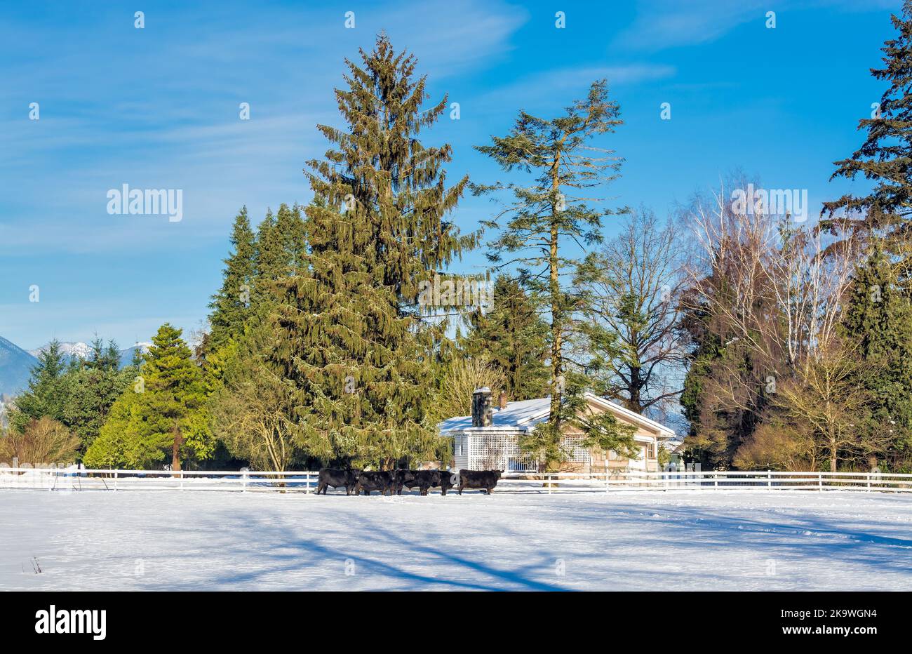 Landscape with live stock-farm on winter season with cattle herd on the ...