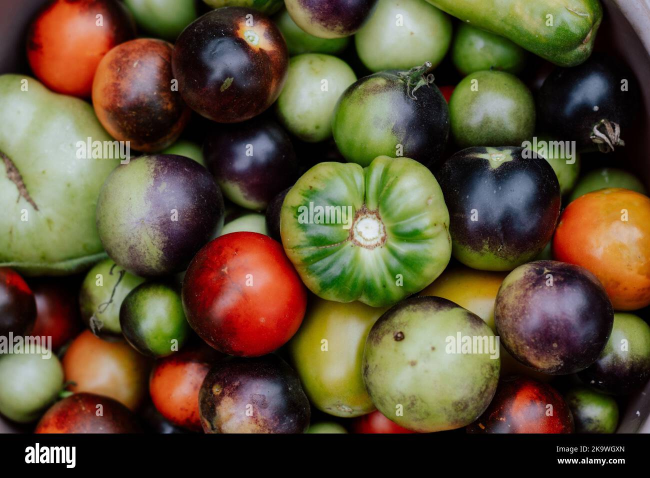 Background of tomatoes of different varieties. Autumn harvest. Healthy ...
