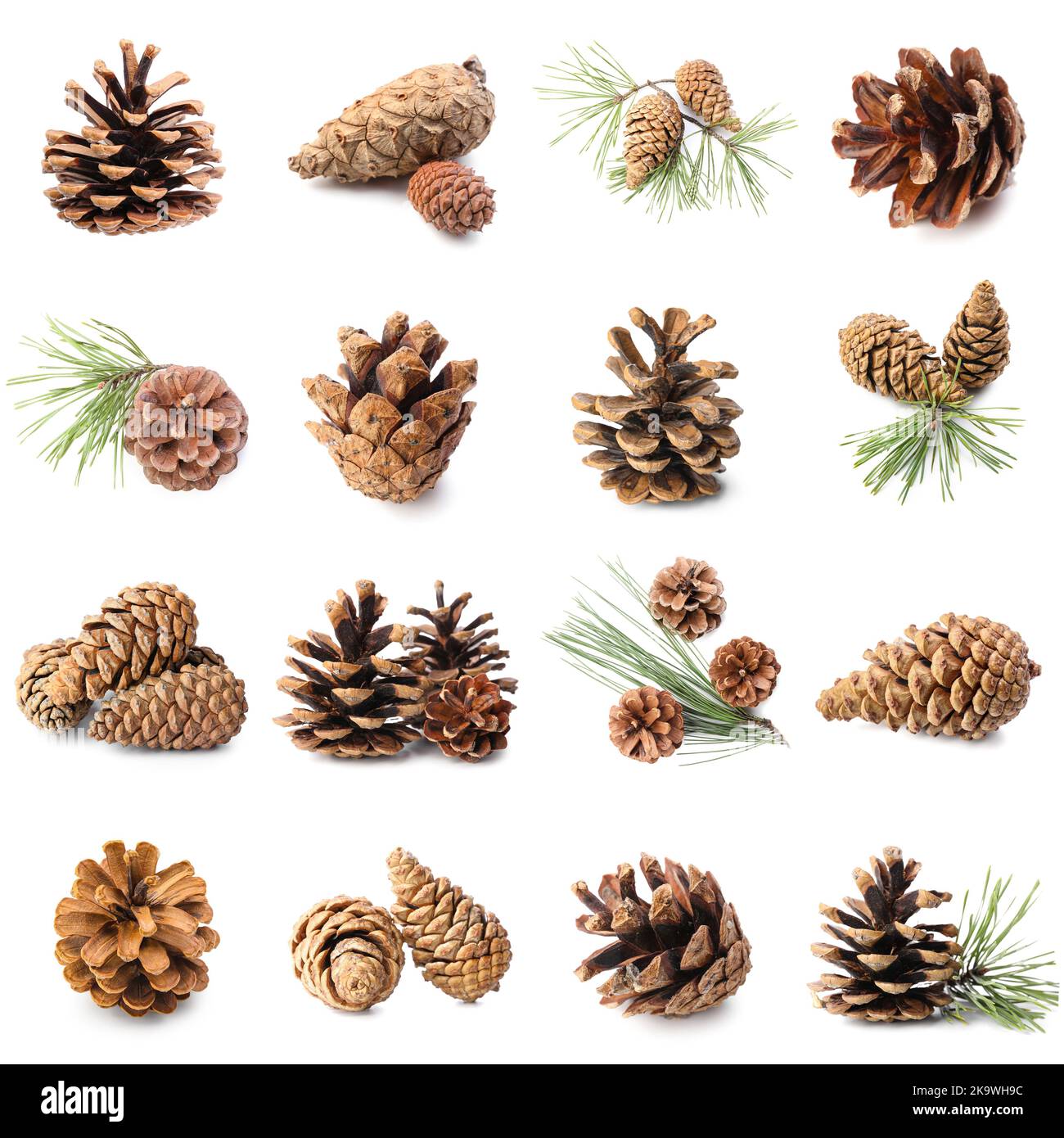 Collection of coniferous cones on white background Stock Photo - Alamy