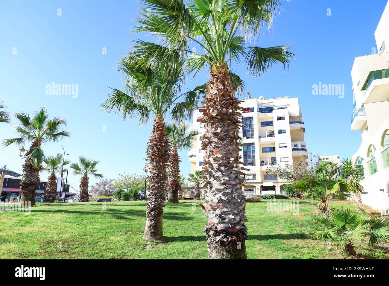 Big palm trees on hi-res stock photography and images - Alamy